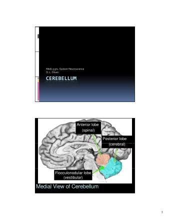 [PPT] - Anatomy of the Cerebellum The Brain's GPU Computational Models ...